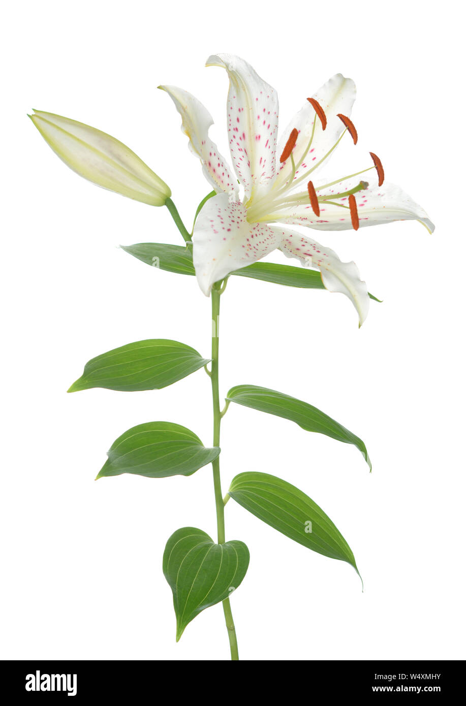 single white lily isolate on white background Stock Photo - Alamy