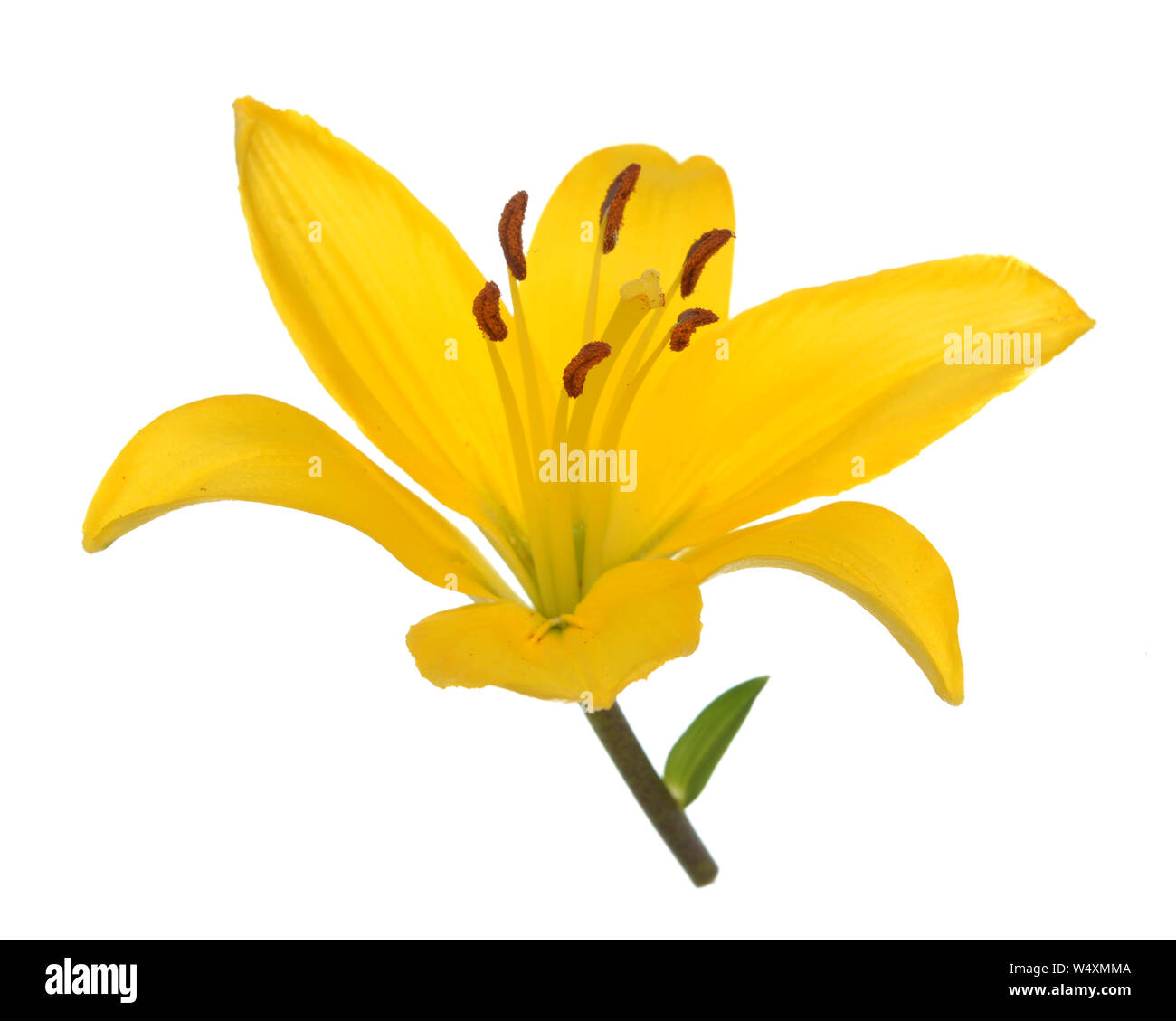 single yellow lily on white background Stock Photo - Alamy
