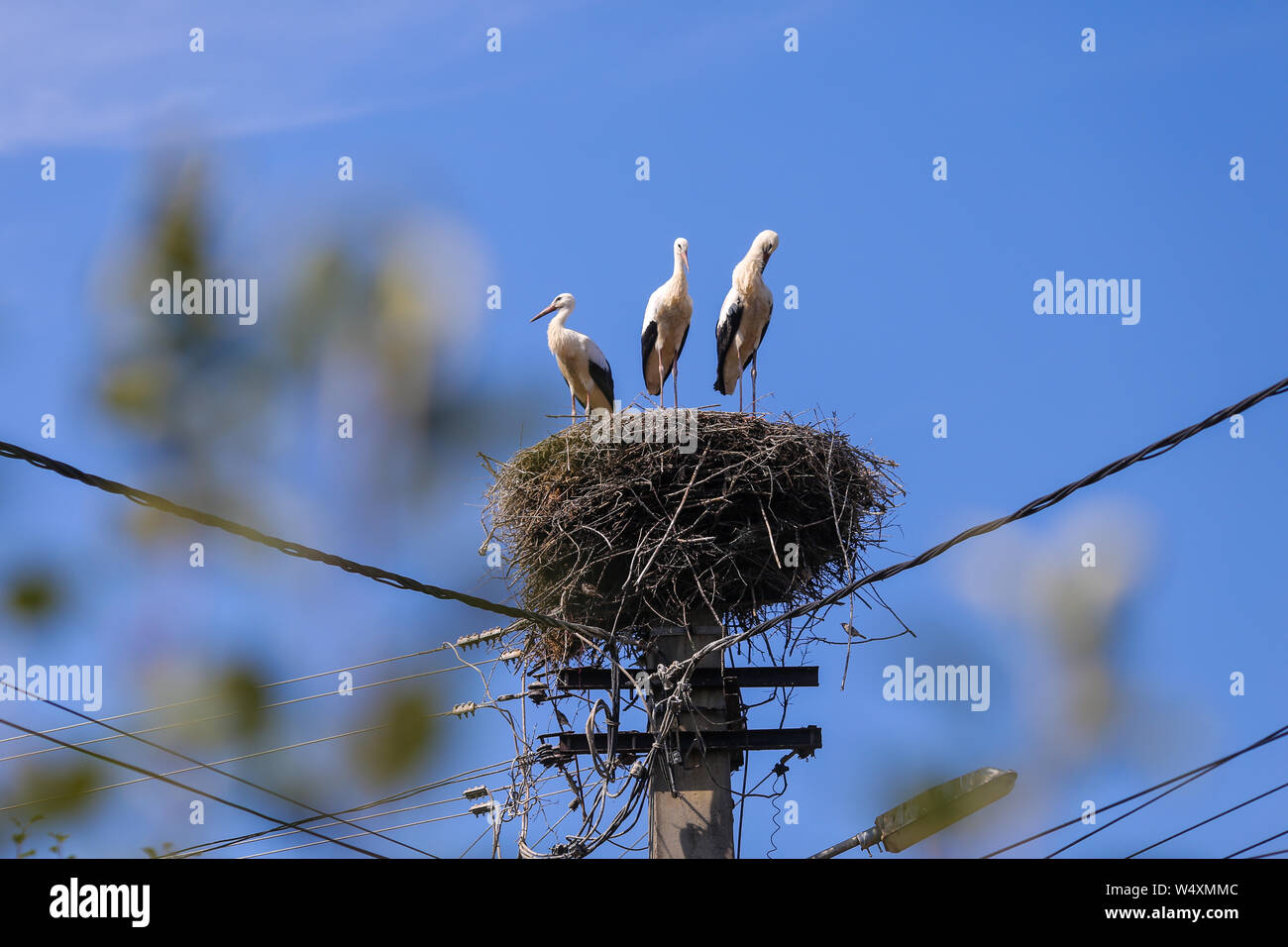 Family of storks living on a nest they made on top of an electricity ...