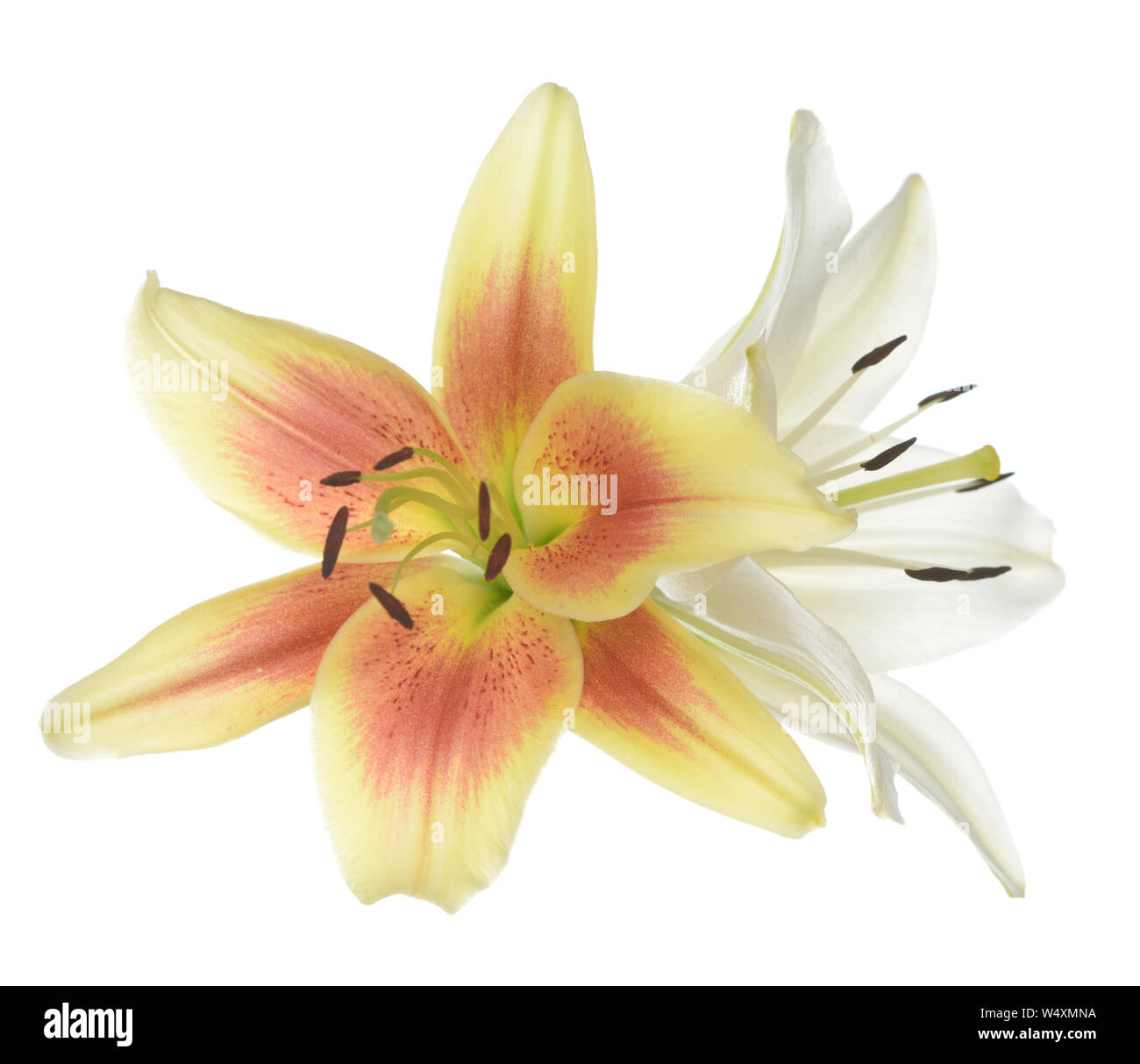 single yellow lily on white background Stock Photo - Alamy