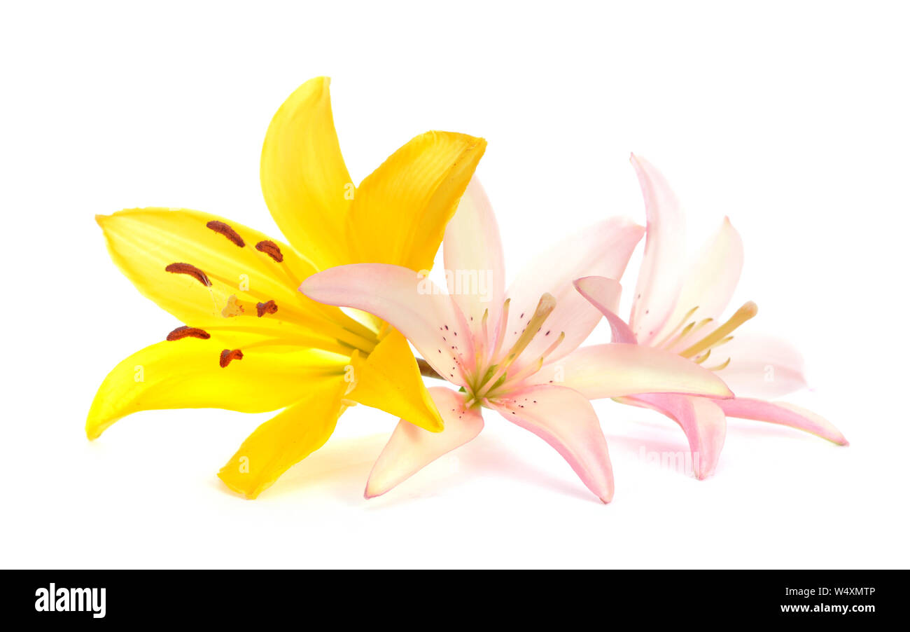 Three lilies Cut Out Stock Images & Pictures - Alamy