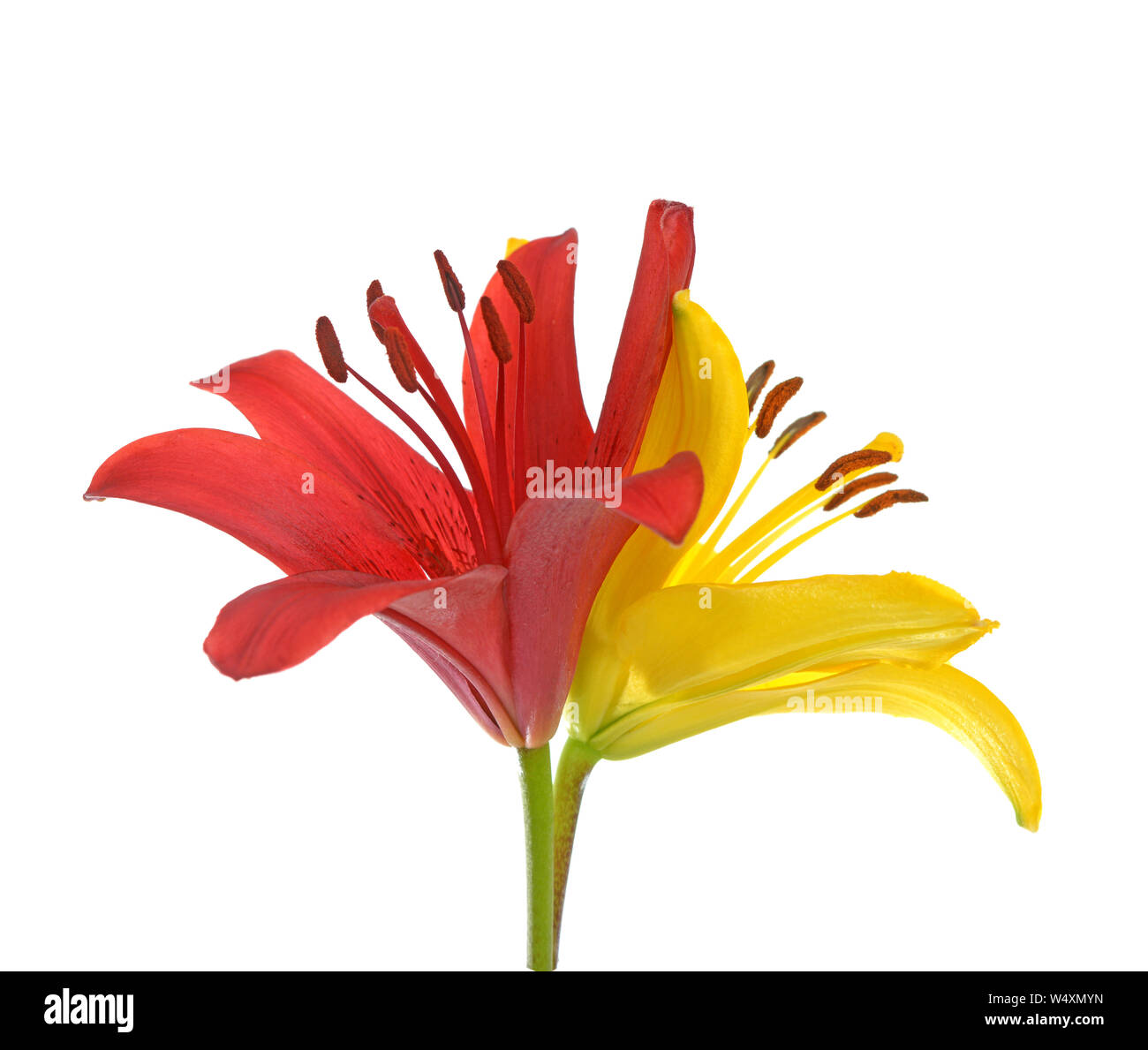 Yellow and red lily flowers isolated on white Stock Photo - Alamy