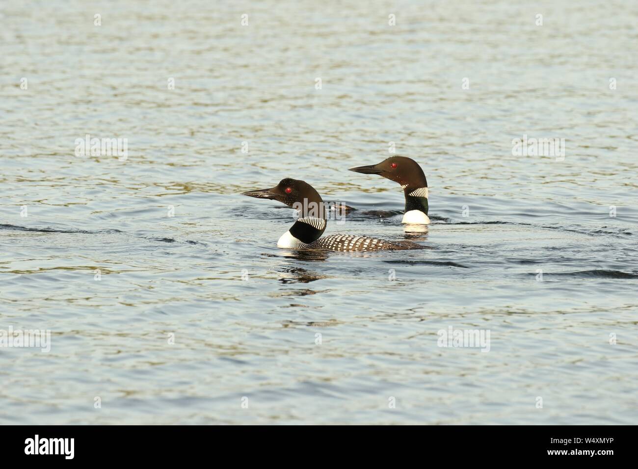 Common loons on Ontario Lakes Stock Photo - Alamy