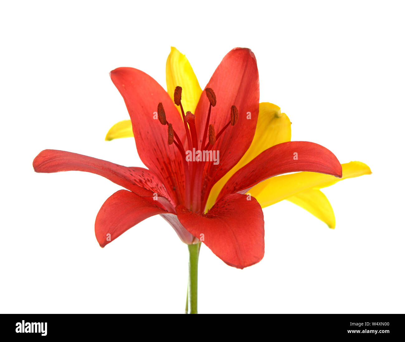 Red and yellow lilies Cut Out Stock Images & Pictures - Alamy