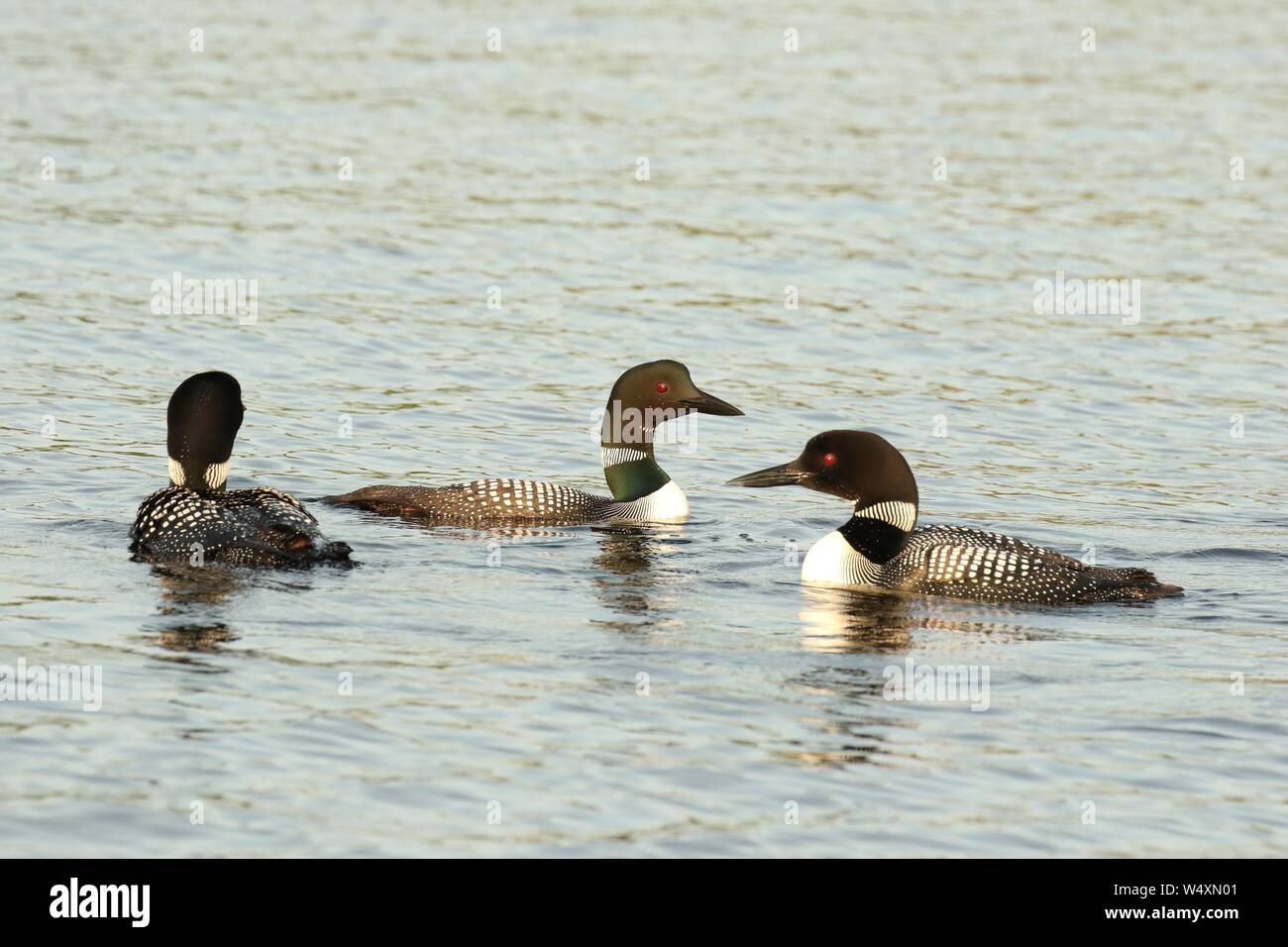 Pictures of loons hi-res stock photography and images - Alamy