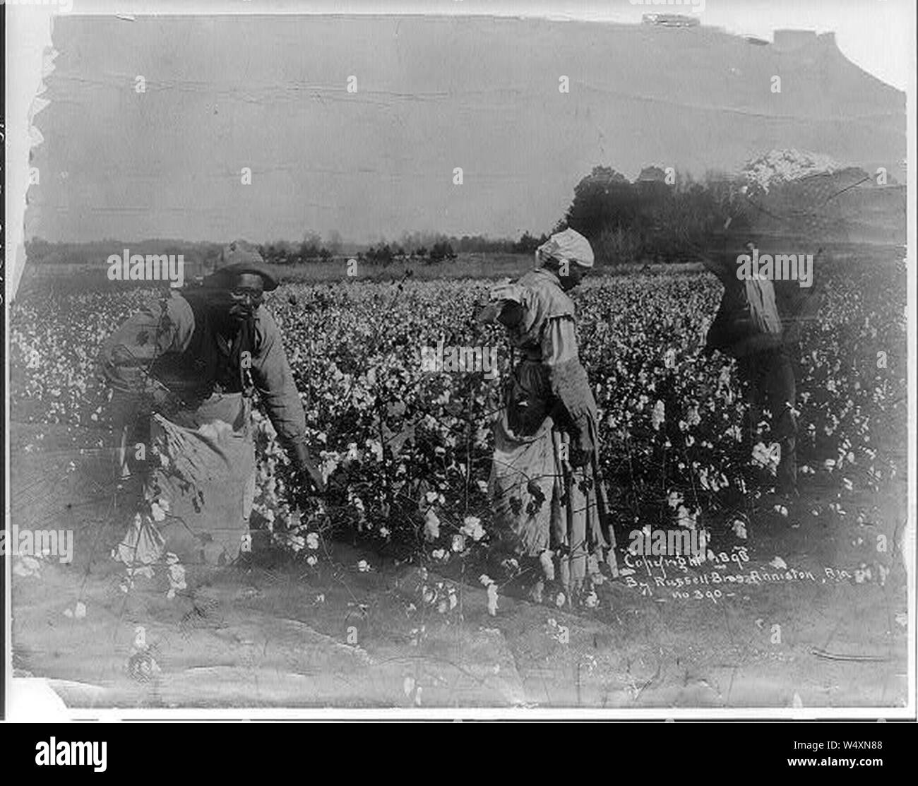 Picking cotton hi-res stock photography and images - Alamy