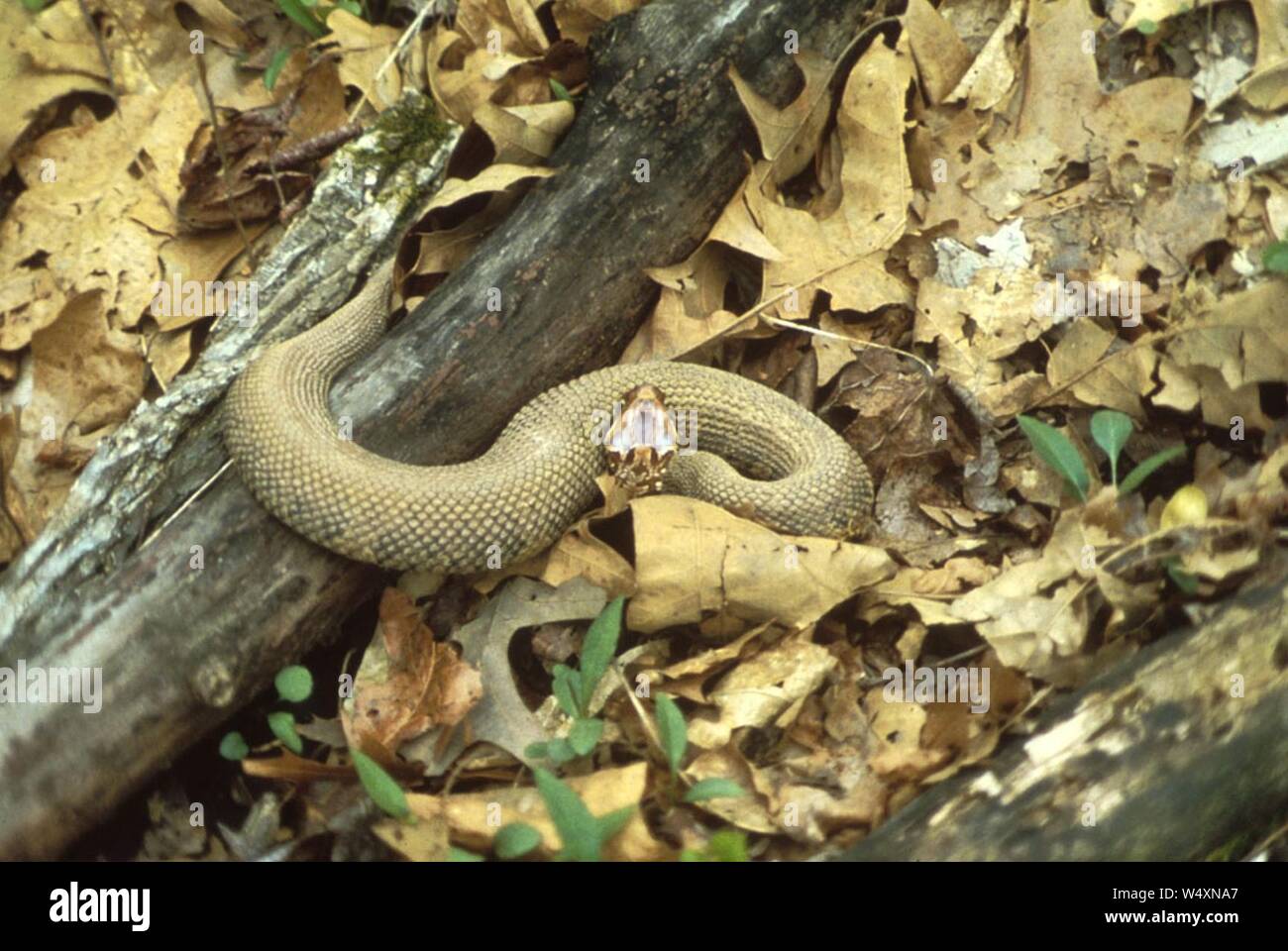 Cottonmouth slang agkistrodon giftig Stock Photo - Alamy