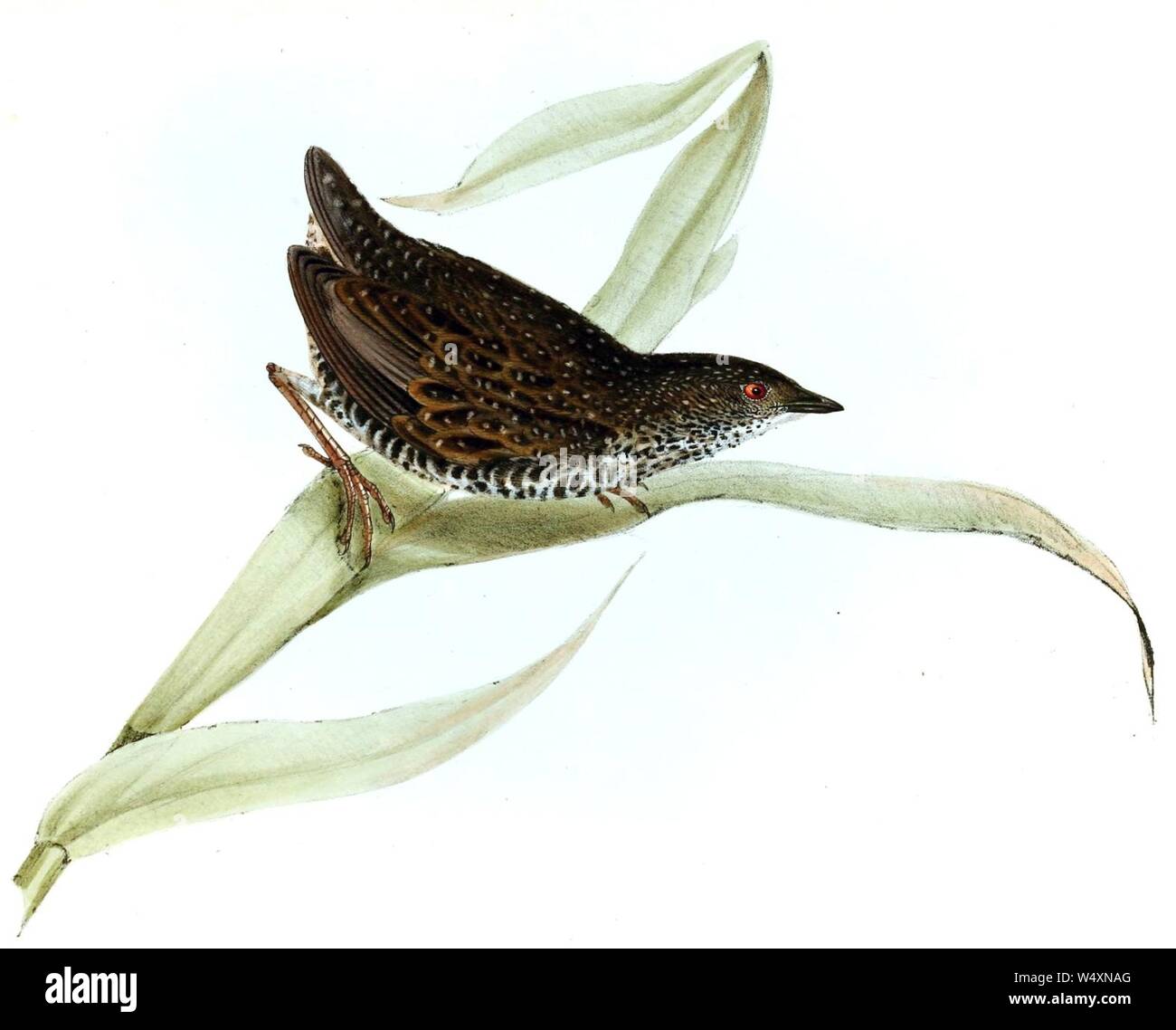 Coturnicops notata notata Stock Photo - Alamy