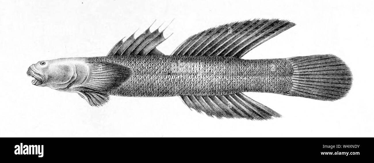 Cotylopus acutipinnis Black and White Stock Photos & Images - Alamy