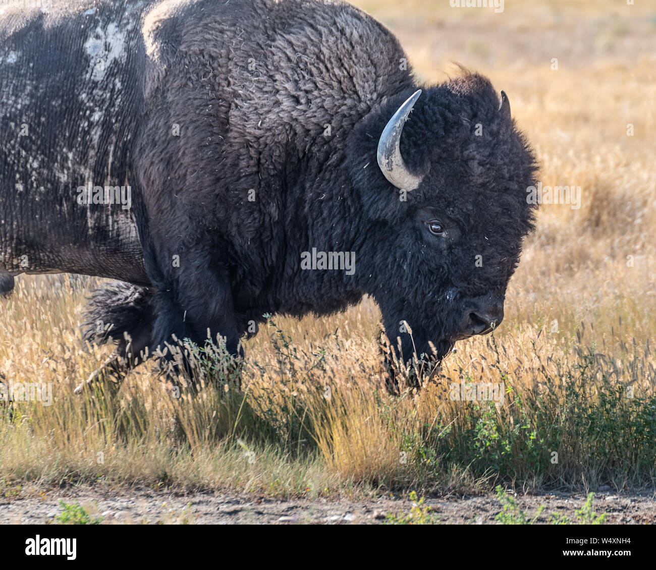 Bison (Bison bison) in Grasslands National Park, Saskatchewan, Canada ...