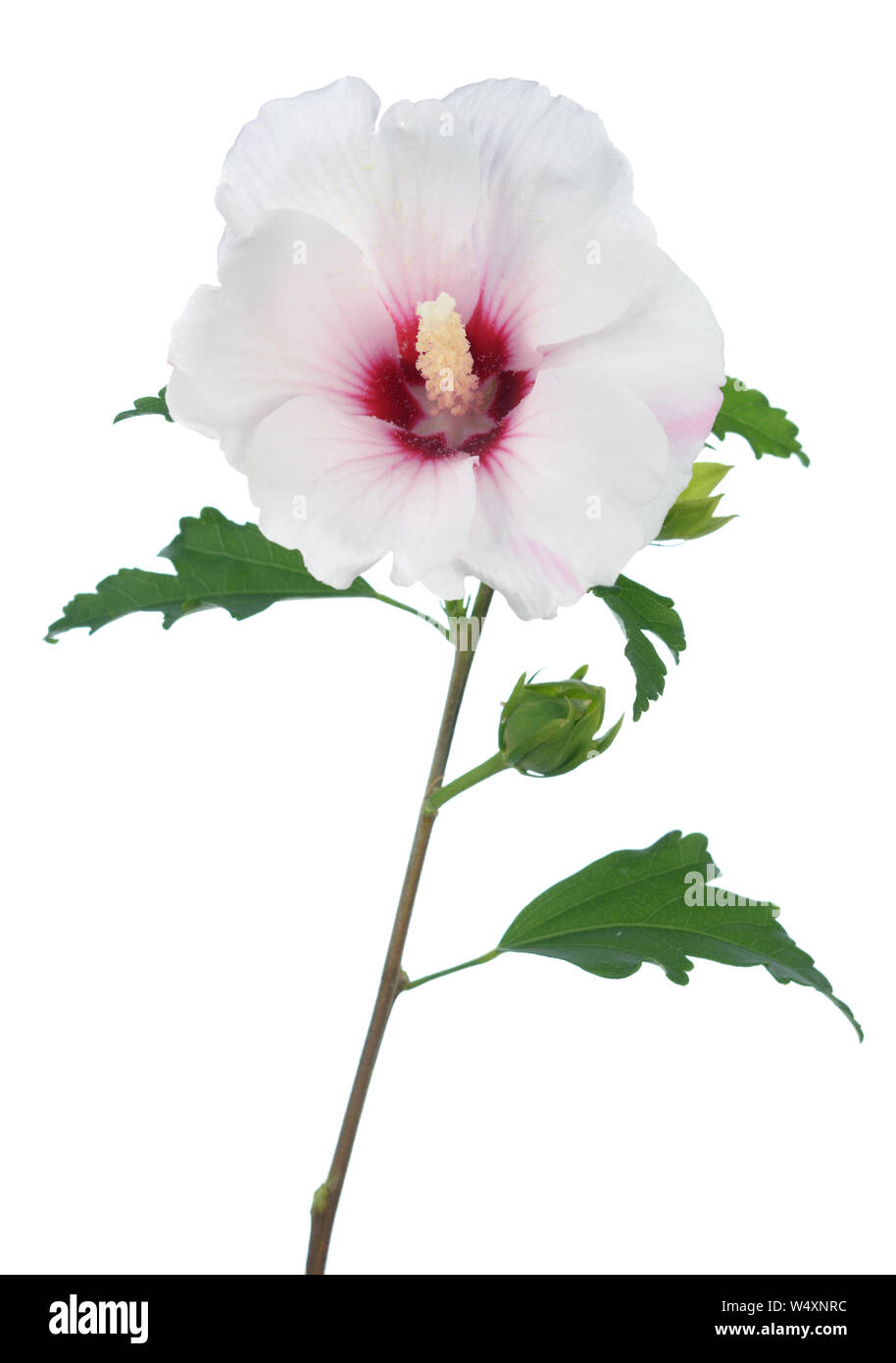 Hibiscus flower, the mallow family, Malvaceae Stock Photo - Alamy