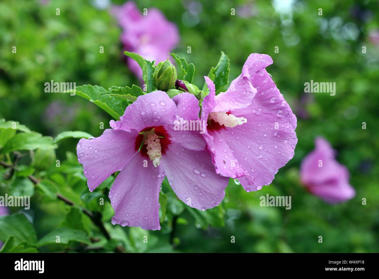 Double layer flower hi-res stock photography and images - Alamy