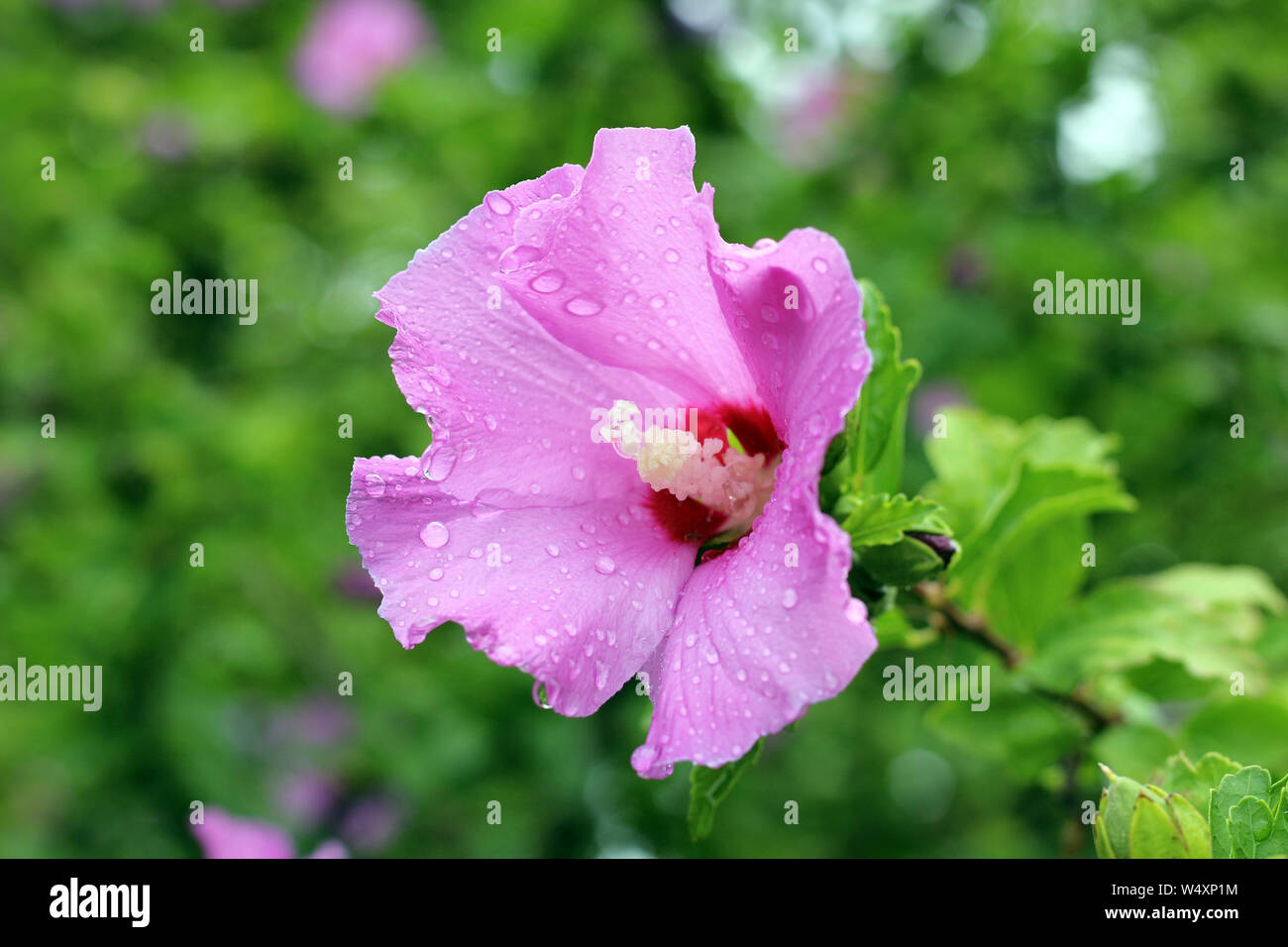 Hibiscus flower, the mallow family, Malvaceae Stock Photo - Alamy