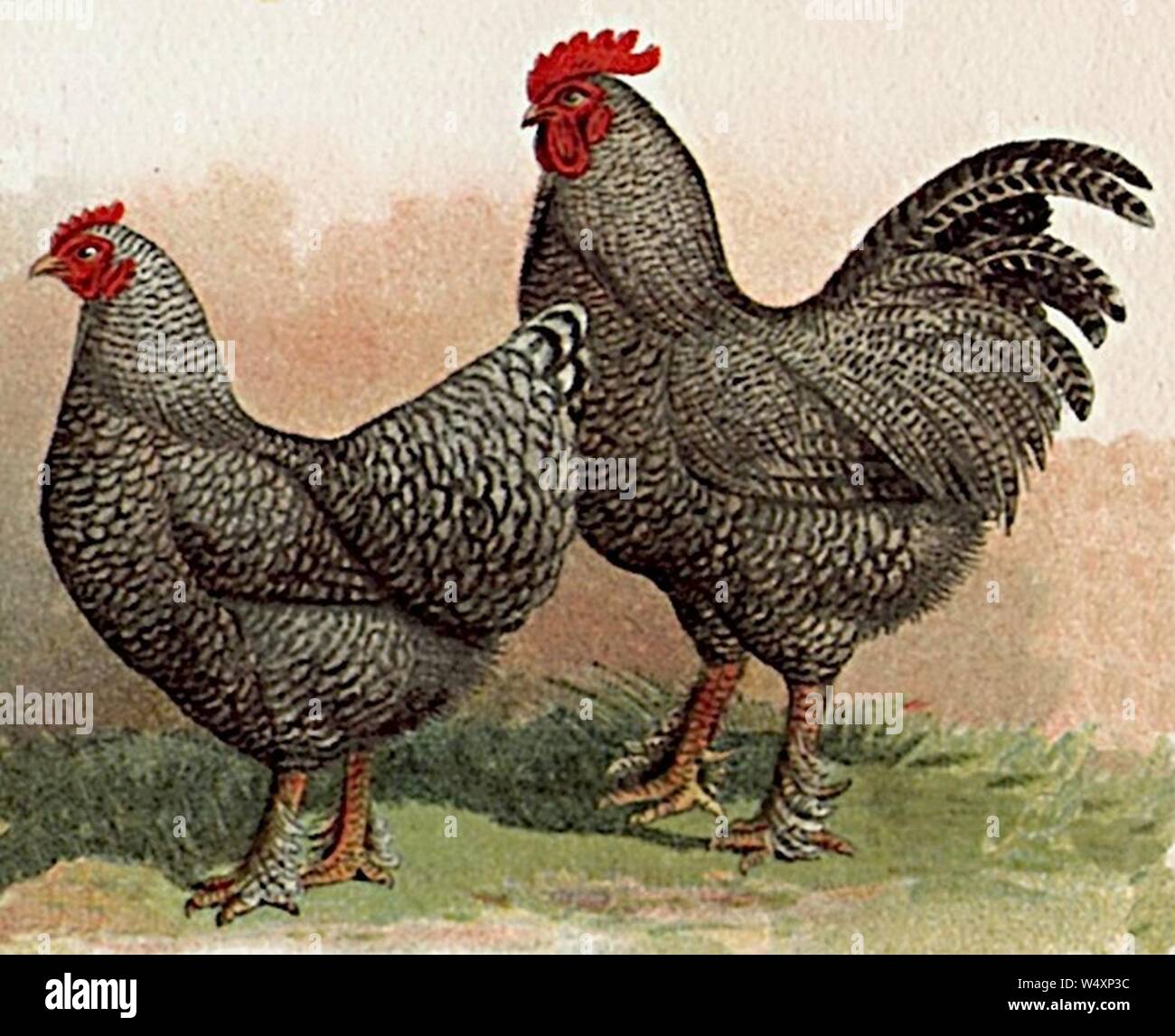 Coucou malines hi-res stock photography and images - Alamy