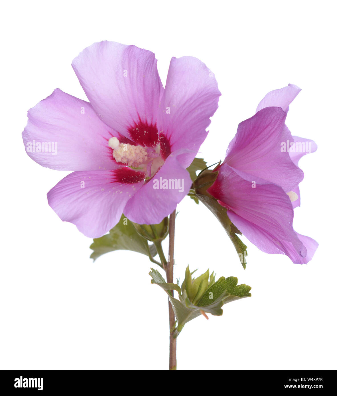 Hibiscus flower, the mallow family, Malvaceae Stock Photo - Alamy