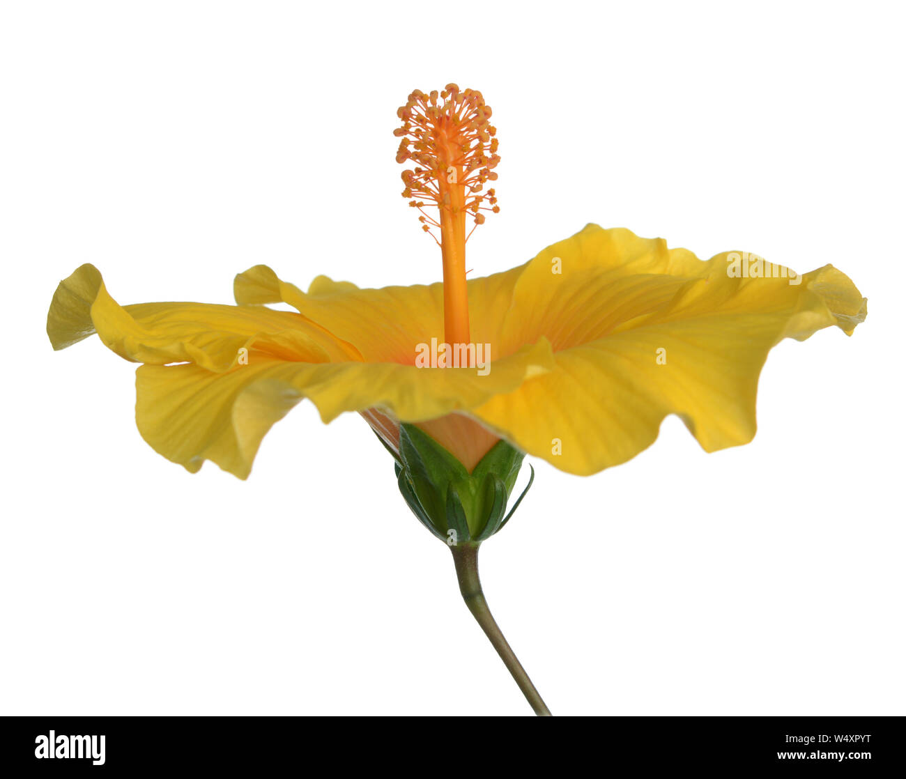 two third view of yellow hibiscus flower on white Stock Photo - Alamy