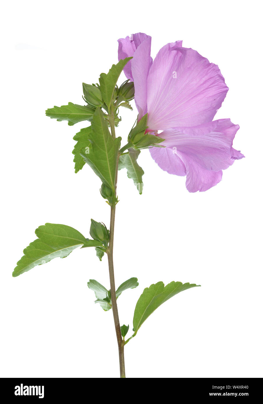 Hibiscus flower, the mallow family, Malvaceae Stock Photo - Alamy