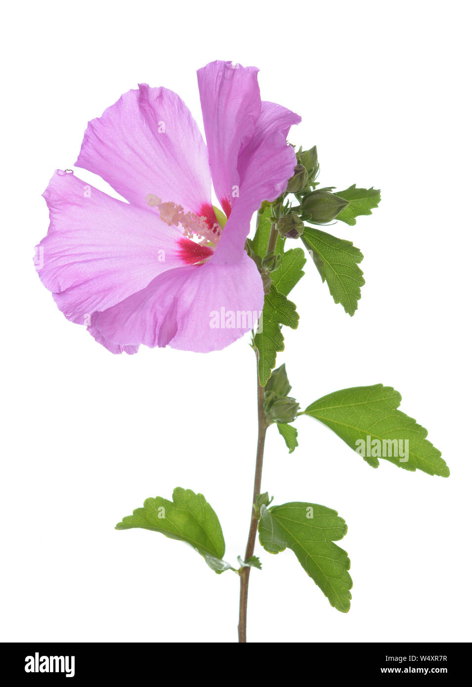 Hibiscus flower, the mallow family, Malvaceae Stock Photo - Alamy