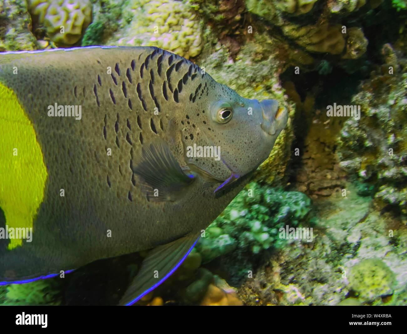 Arabian gulf underwater hi-res stock photography and images - Alamy