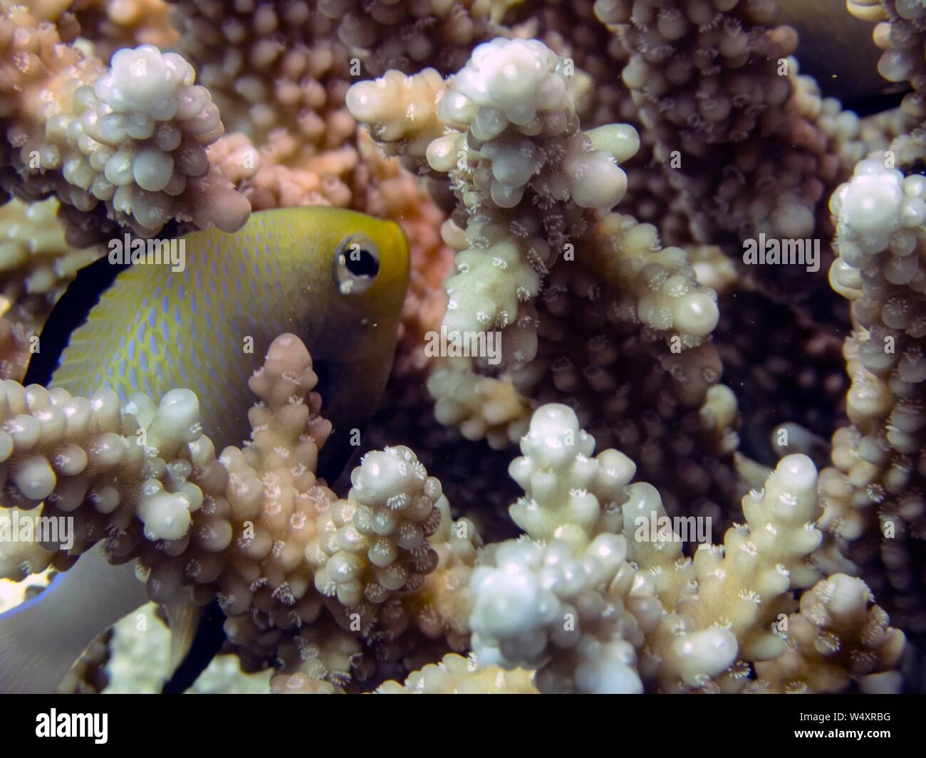 Diving in the arabian gulf hi-res stock photography and images - Alamy