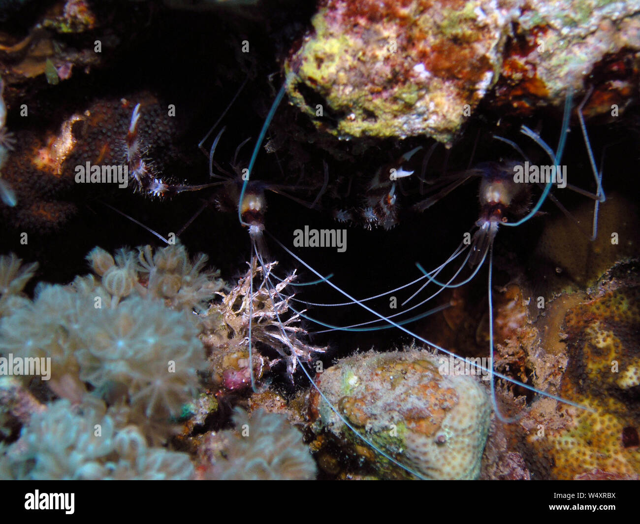 Banded Boxer Shrimp (Stenopus hispidus Stock Photo - Alamy