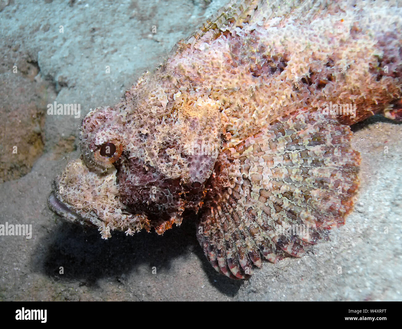 A close up of a Bearded Scorpionfish (Scorpaenopsis barbata Stock Photo ...