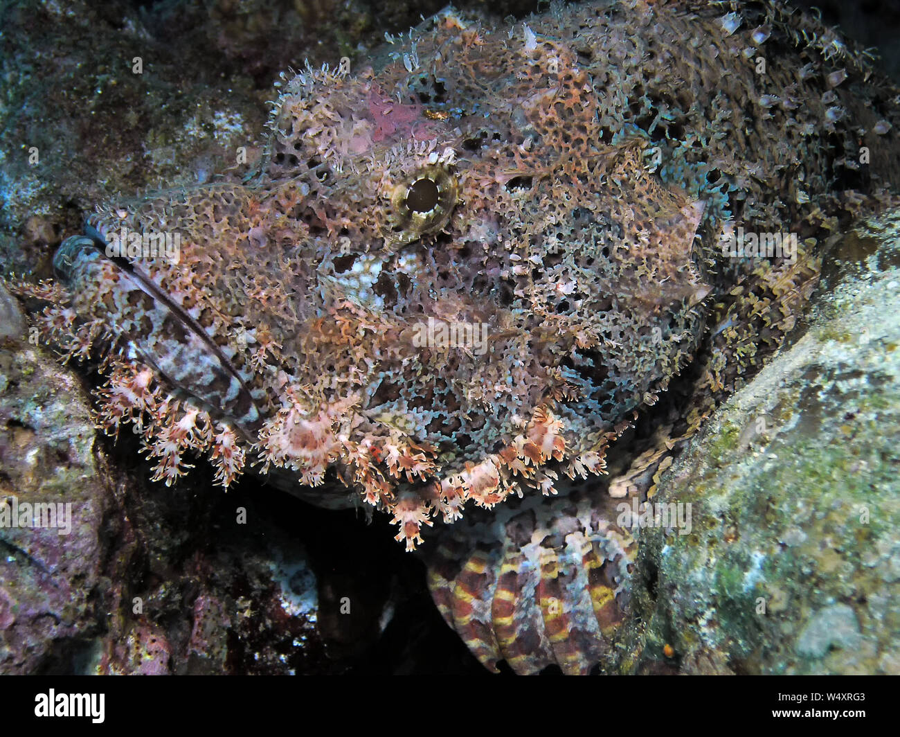 A close up of a Bearded Scorpionfish (Scorpaenopsis barbata Stock Photo ...