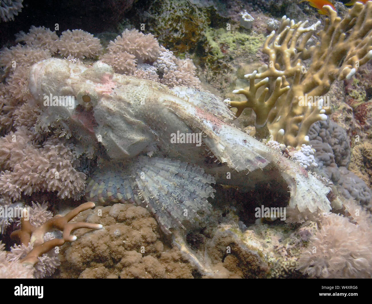 A close up of a Bearded Scorpionfish (Scorpaenopsis barbata Stock Photo ...
