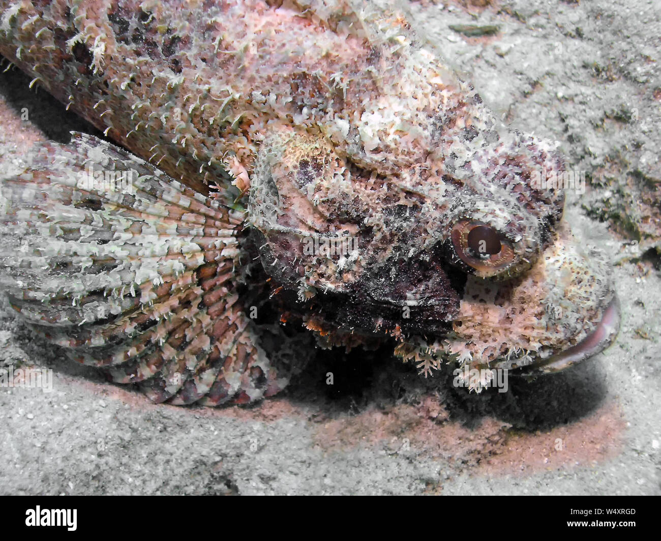 A close up of a Bearded Scorpionfish (Scorpaenopsis barbata Stock Photo ...
