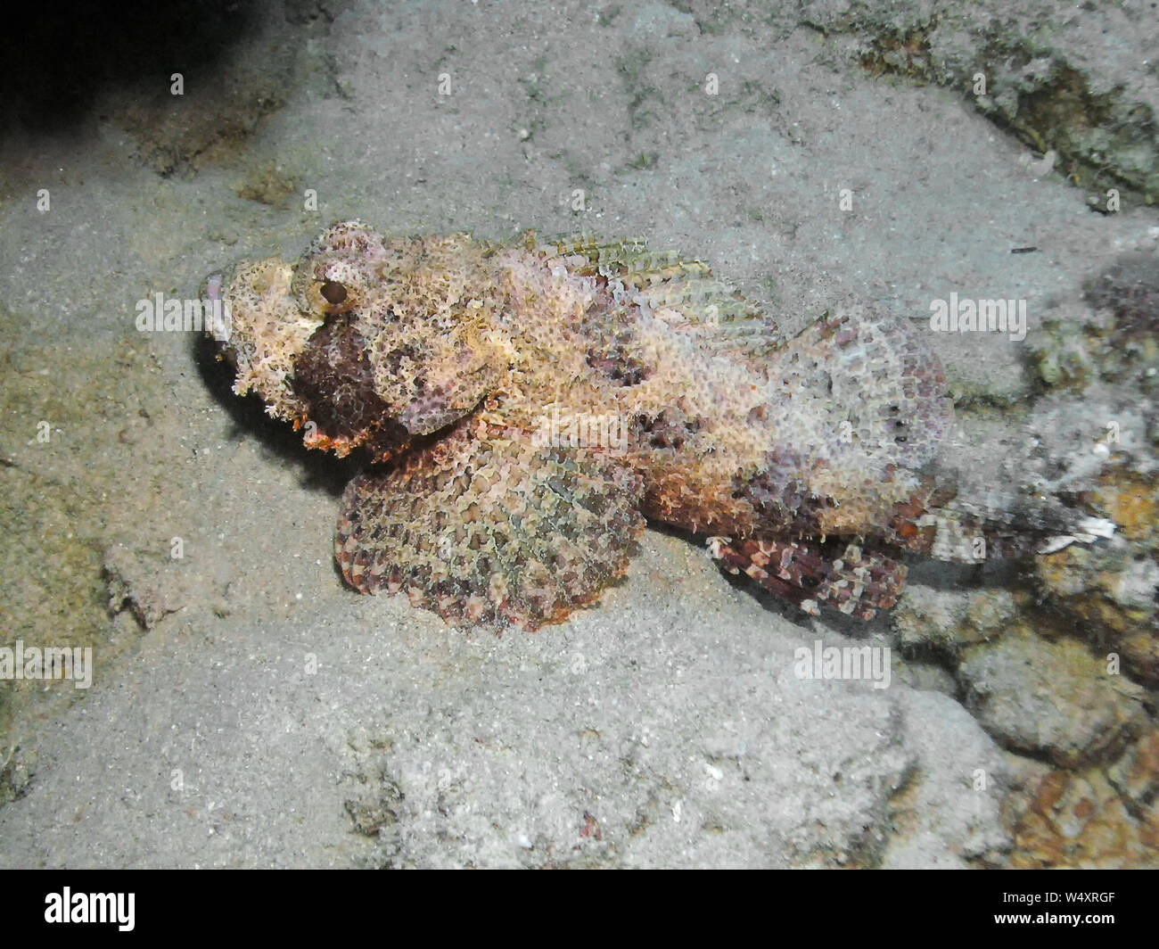 A close up of a Bearded Scorpionfish (Scorpaenopsis barbata Stock Photo ...
