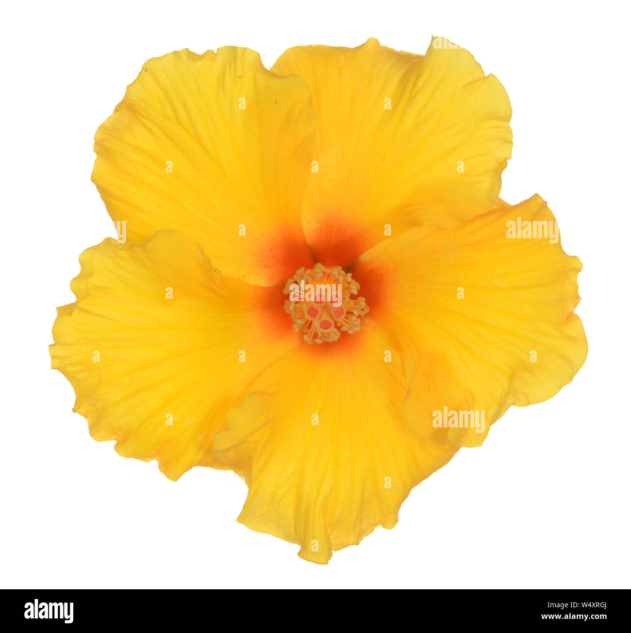 Straight view Cut Out Stock Images & Pictures - Alamy