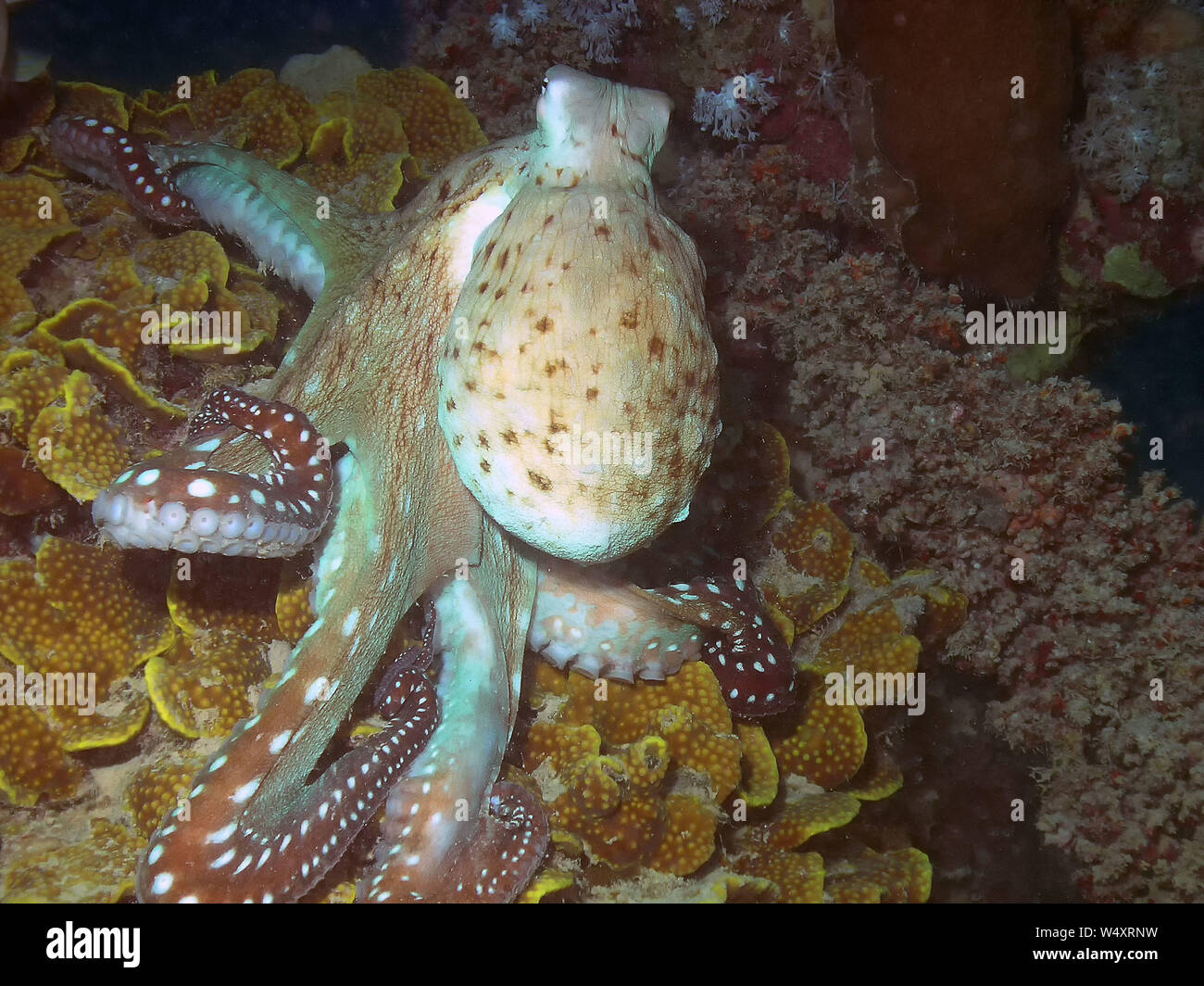 World octopus day hi-res stock photography and images - Alamy