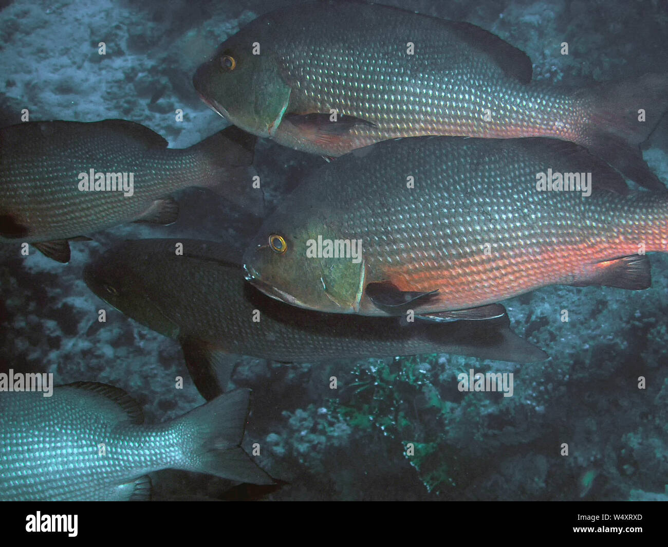 Black and White Snapper (Macolor niger Stock Photo - Alamy