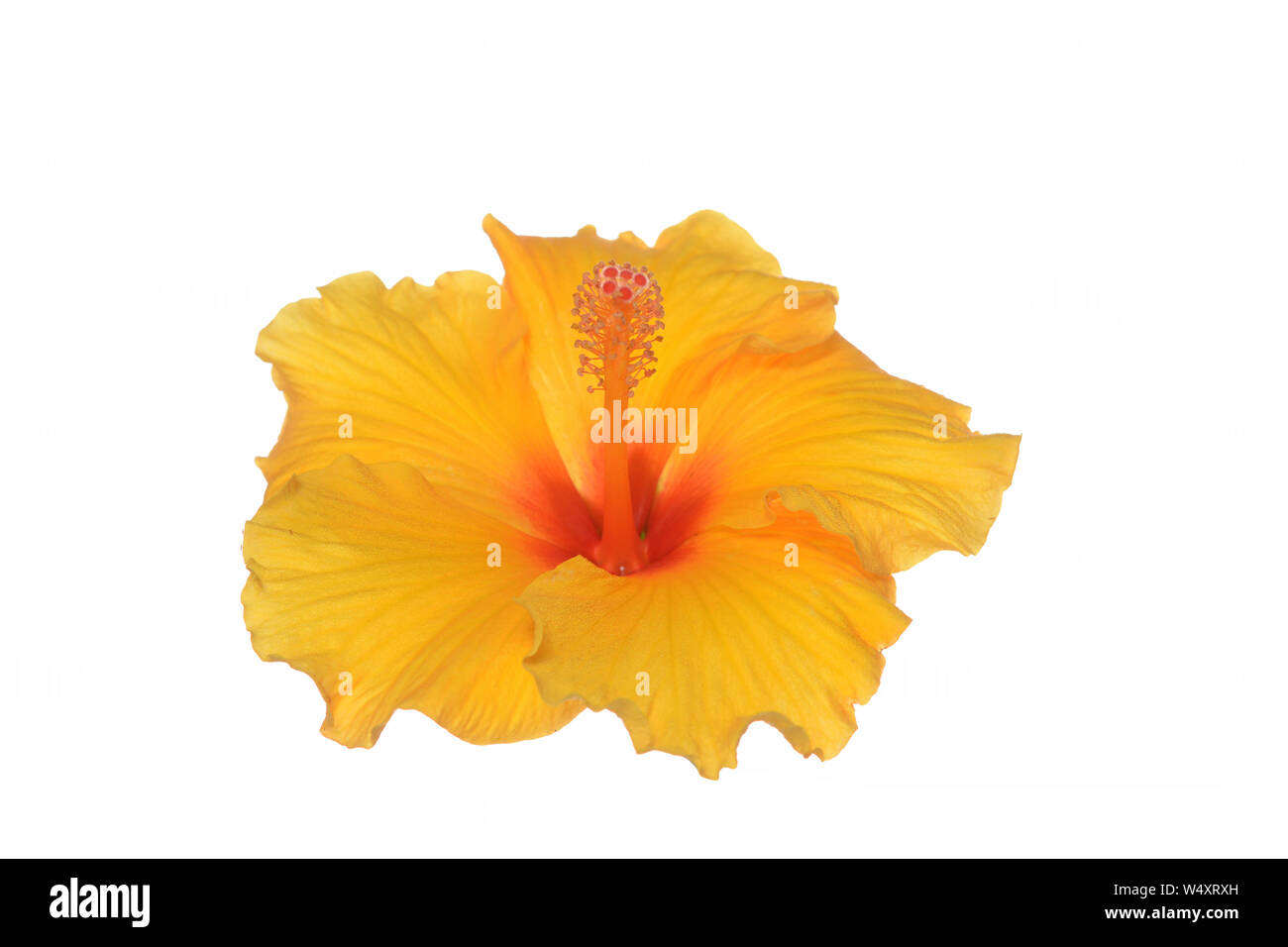 Single yellow hibiscus flower isolated on white Stock Photo - Alamy