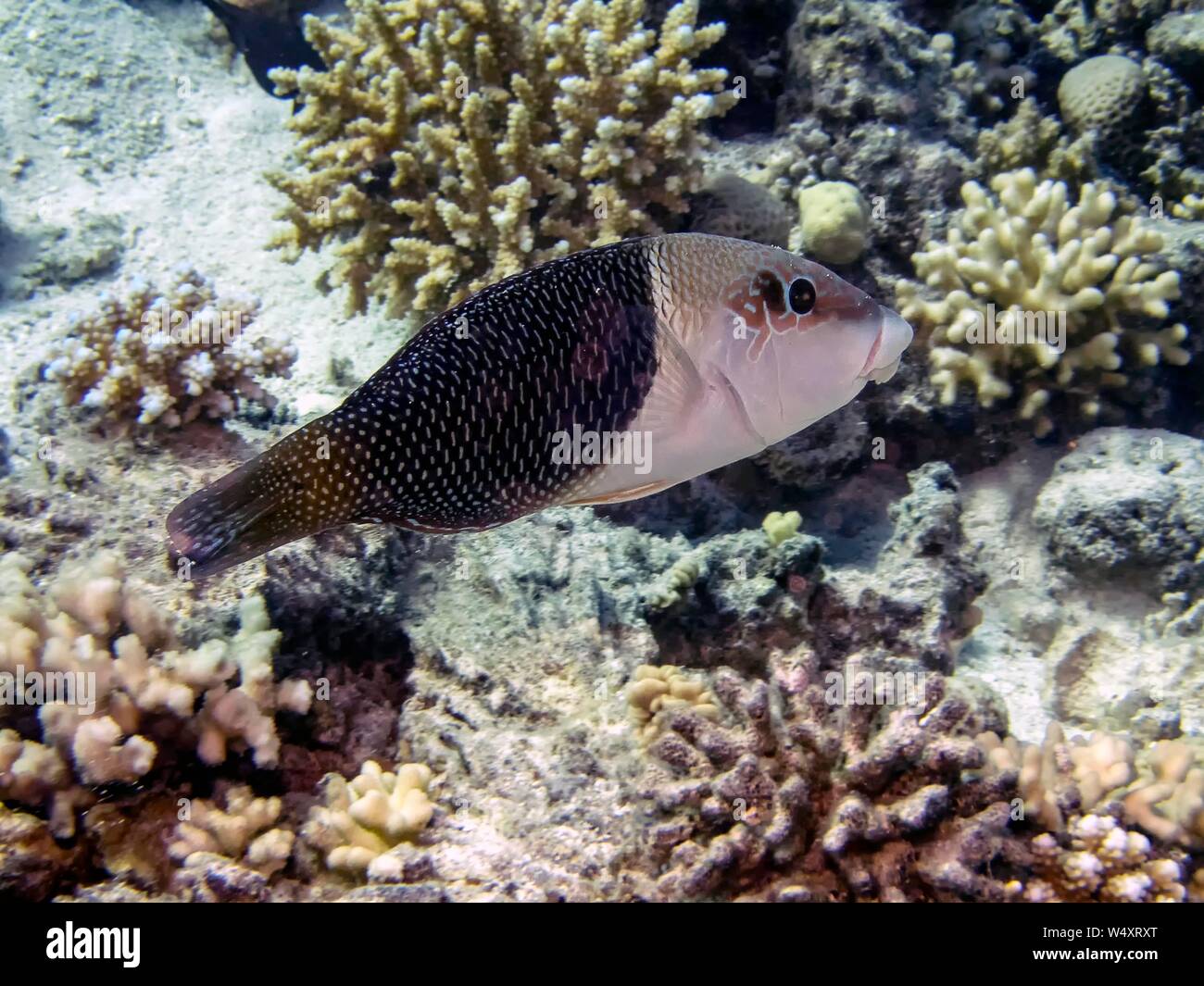 Thicklip wrasse [hemigymnus melapterus] hi-res stock photography and ...