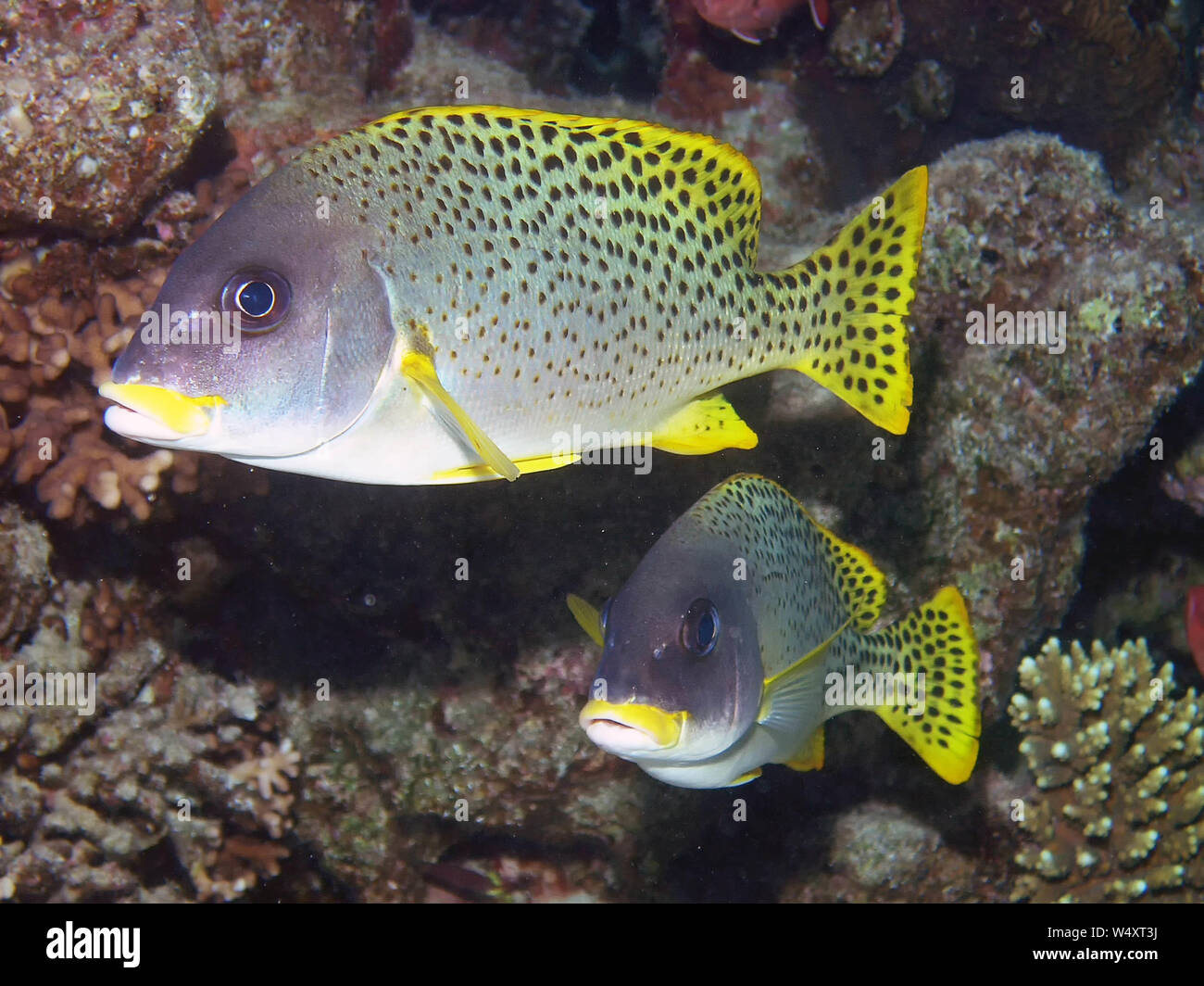 Blackspotted Sweetlips (Plectorhinchus gaterinus) in the Red Sea, Egypt ...