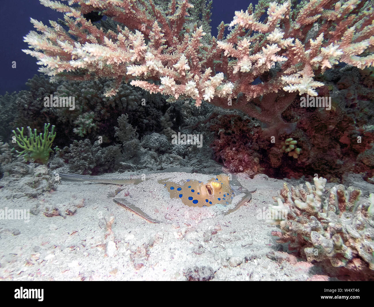 Blue skate fish hi-res stock photography and images - Alamy