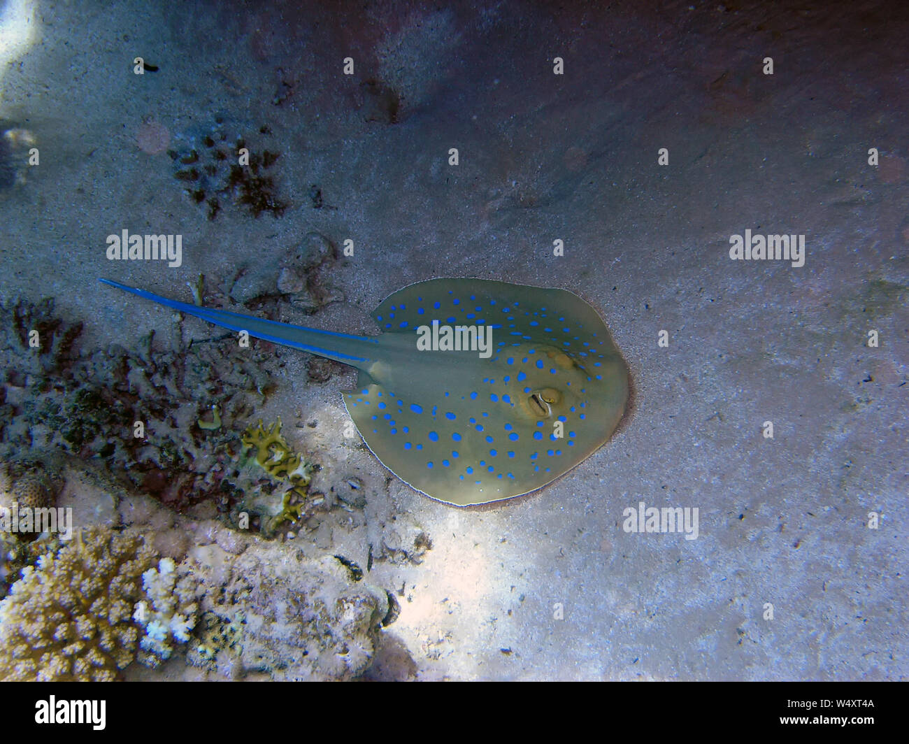 A Bluespotted Ribbontail Ray (Taeniura lymma Stock Photo - Alamy