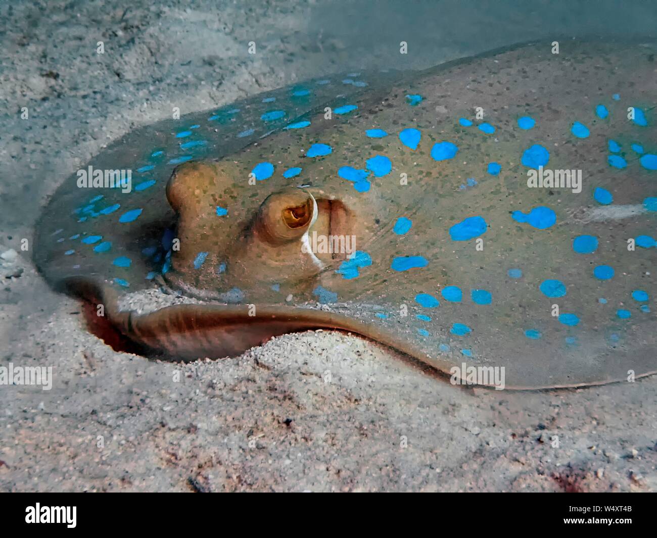 A Bluespotted Ribbontail Ray (Taeniura lymma Stock Photo - Alamy