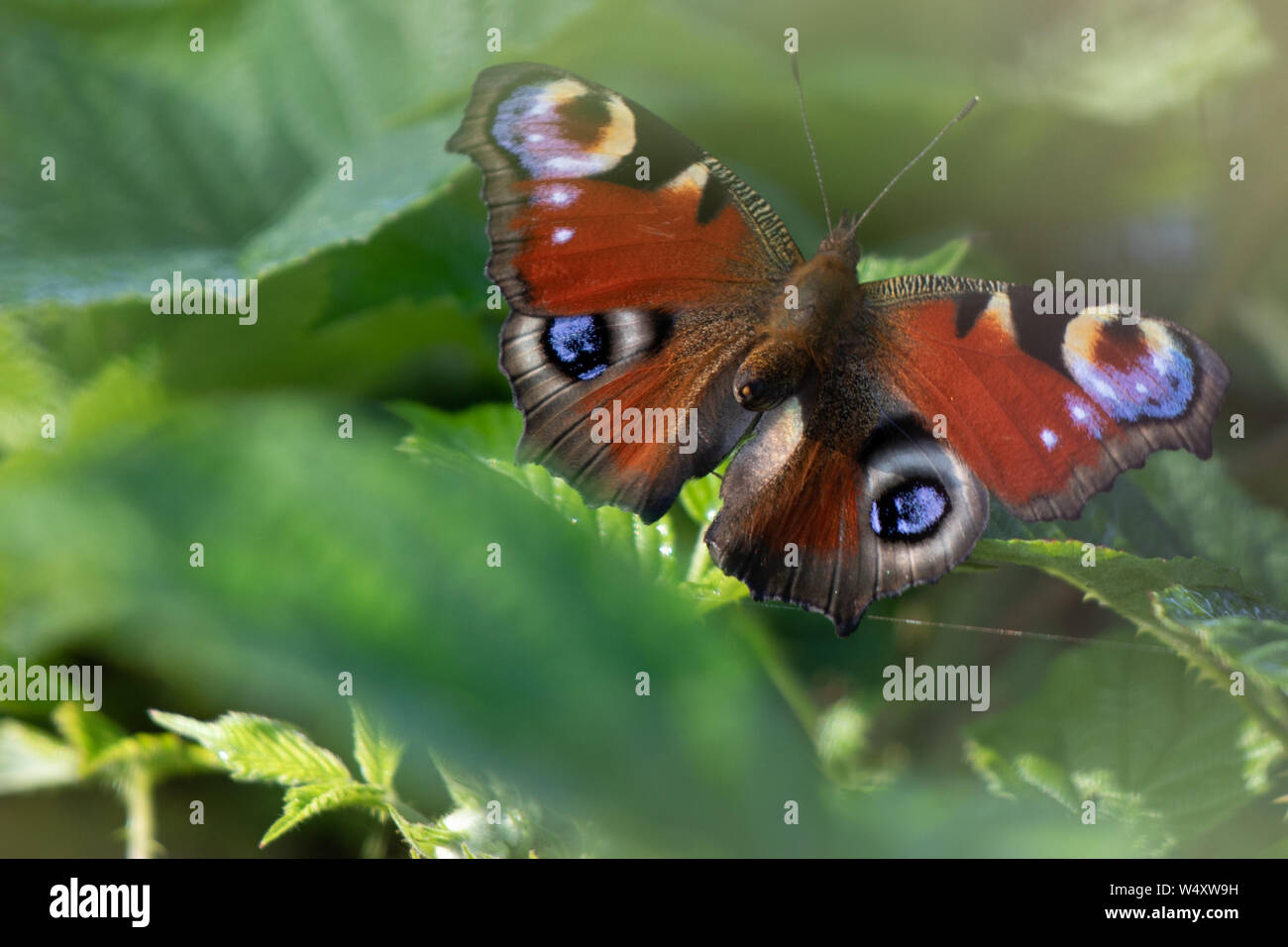 Nice butterflies hi-res stock photography and images - Alamy