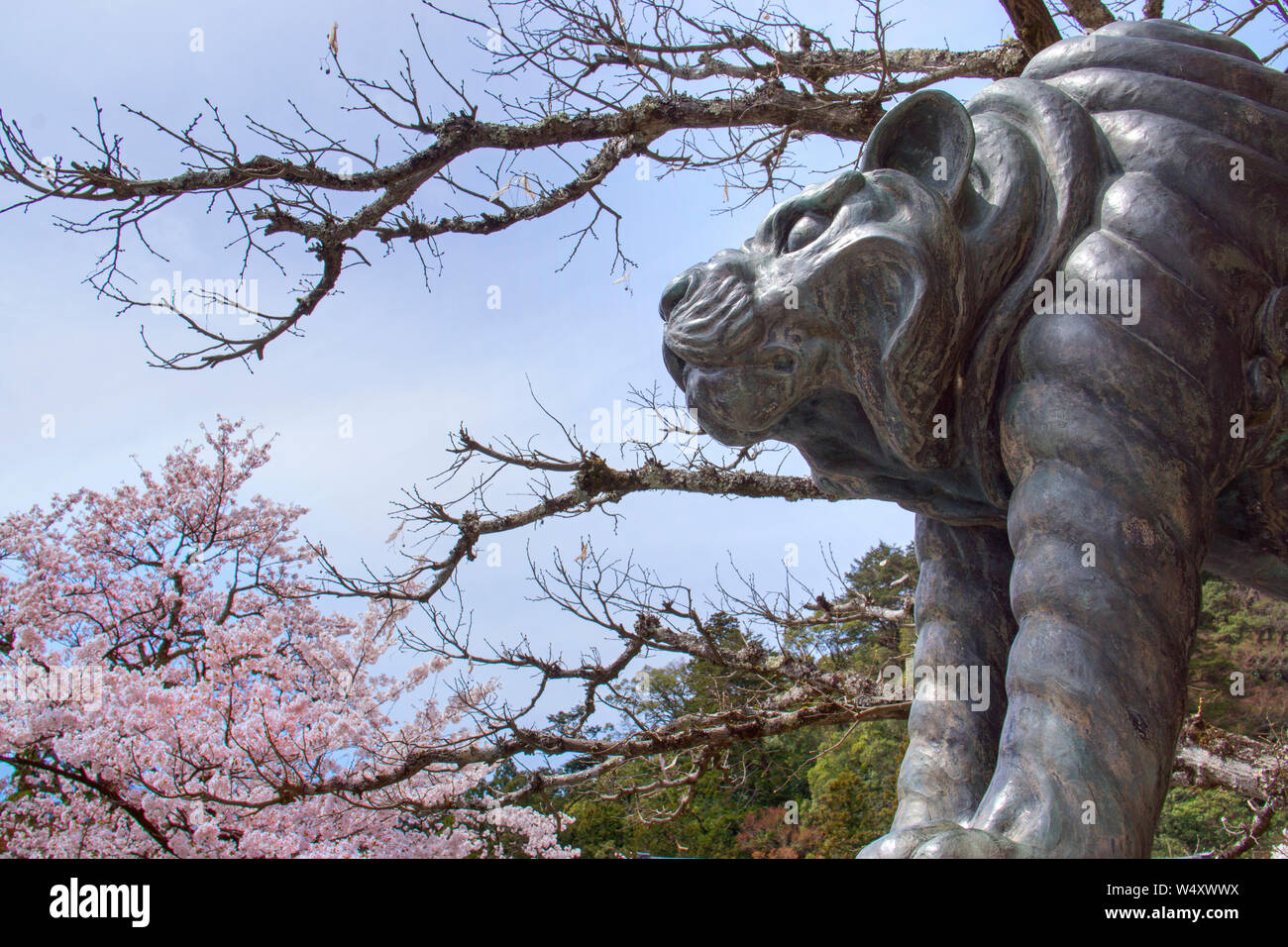 Guardian Tiger Sculpture and Cherry Blossoms, Kyoto, Japan Stock Photo ...