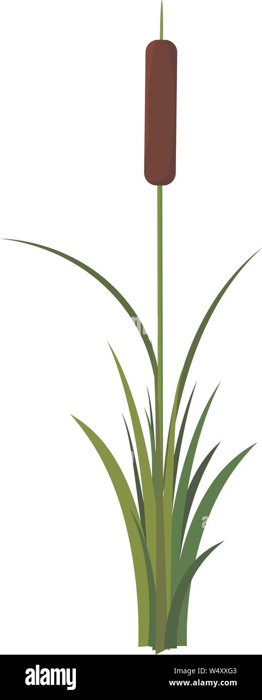 Single reed Stock Vector Images - Alamy