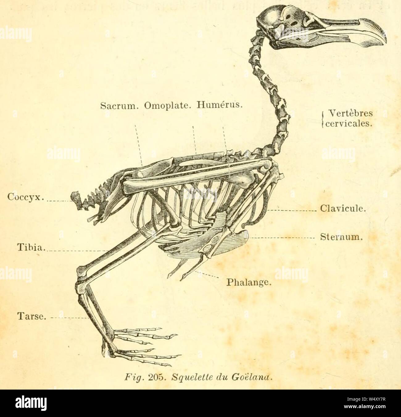Fig 205 hi-res stock photography and images - Alamy