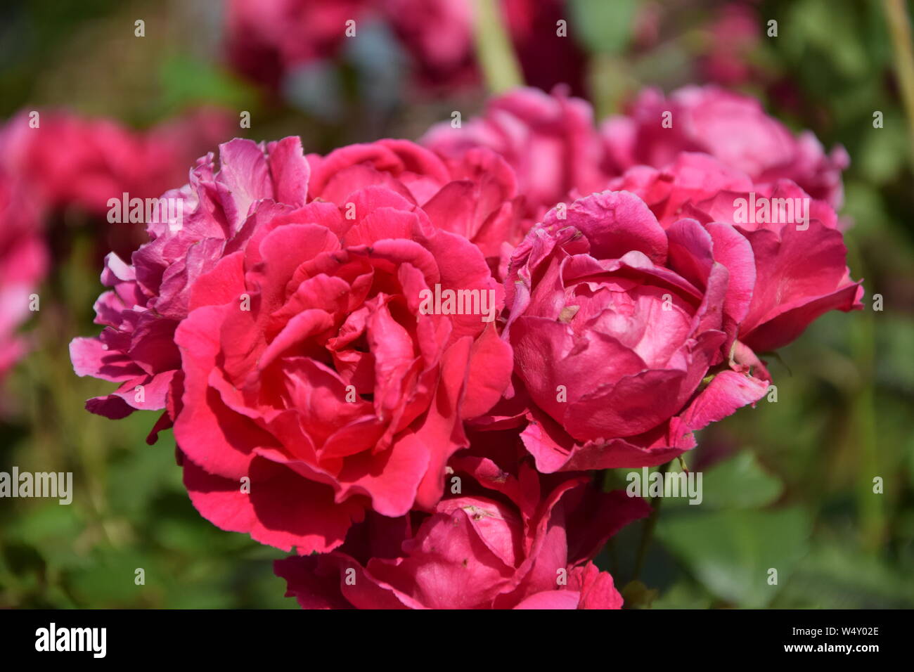 Bunch of roses Stock Photo - Alamy