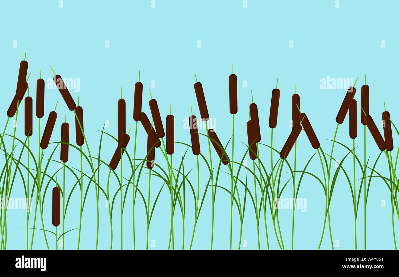 Vector reed stalks plant seamless pattern on blue sky background for ...