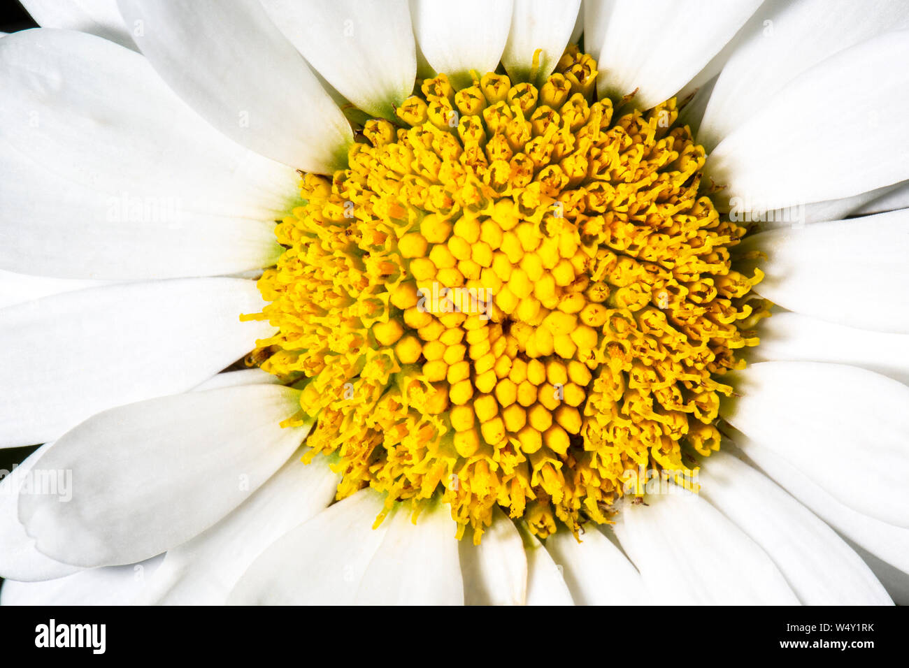 Large white daisy flowers hi-res stock photography and images - Alamy
