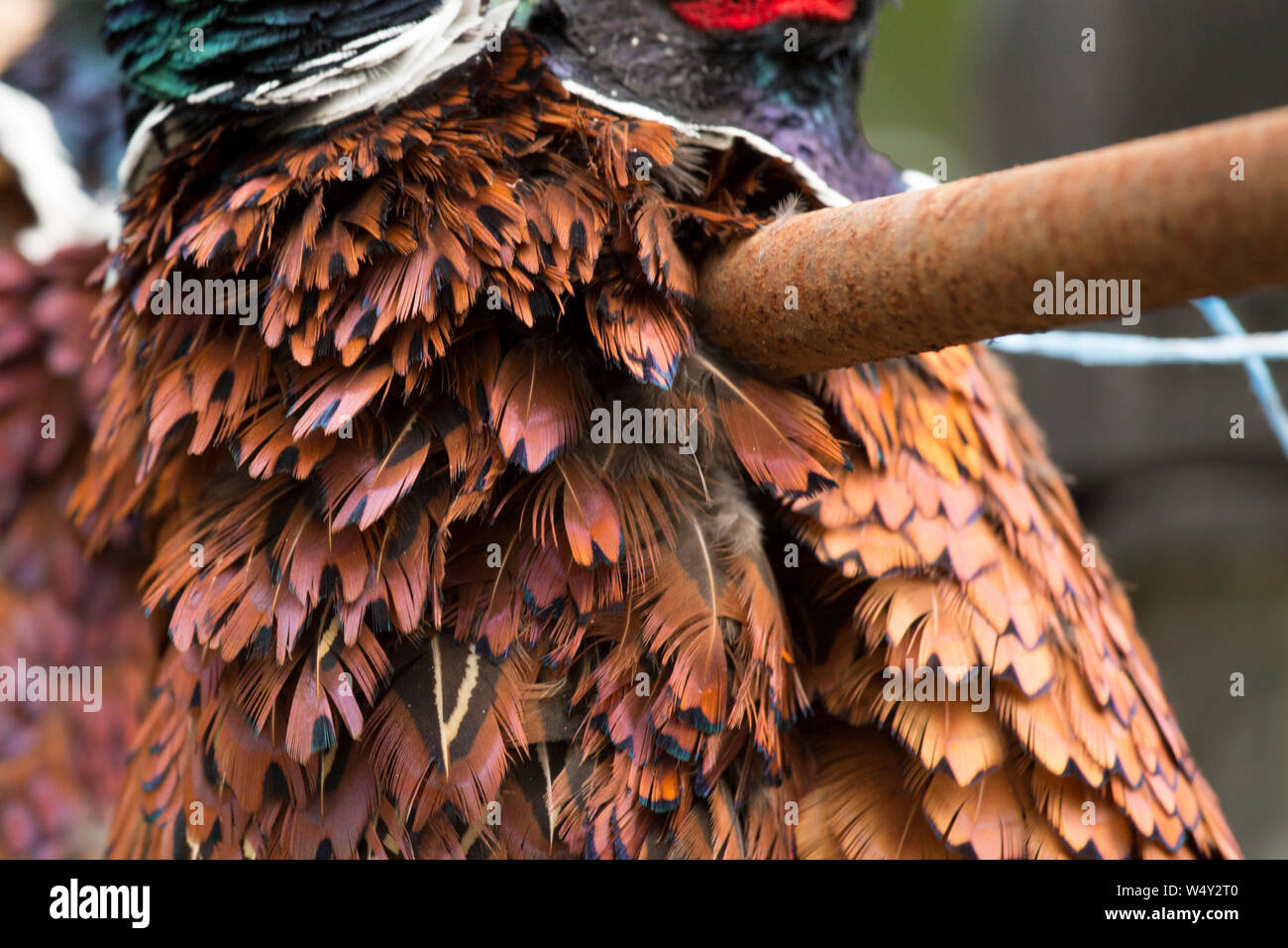 Close Up of a Brace of Pheasants Hanging on Game Cart During a Shoot ...
