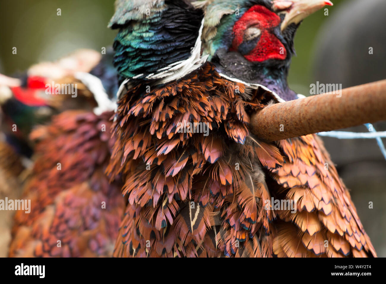 Close Up of a Brace of Pheasants Hanging on Game Cart During a Shoot ...