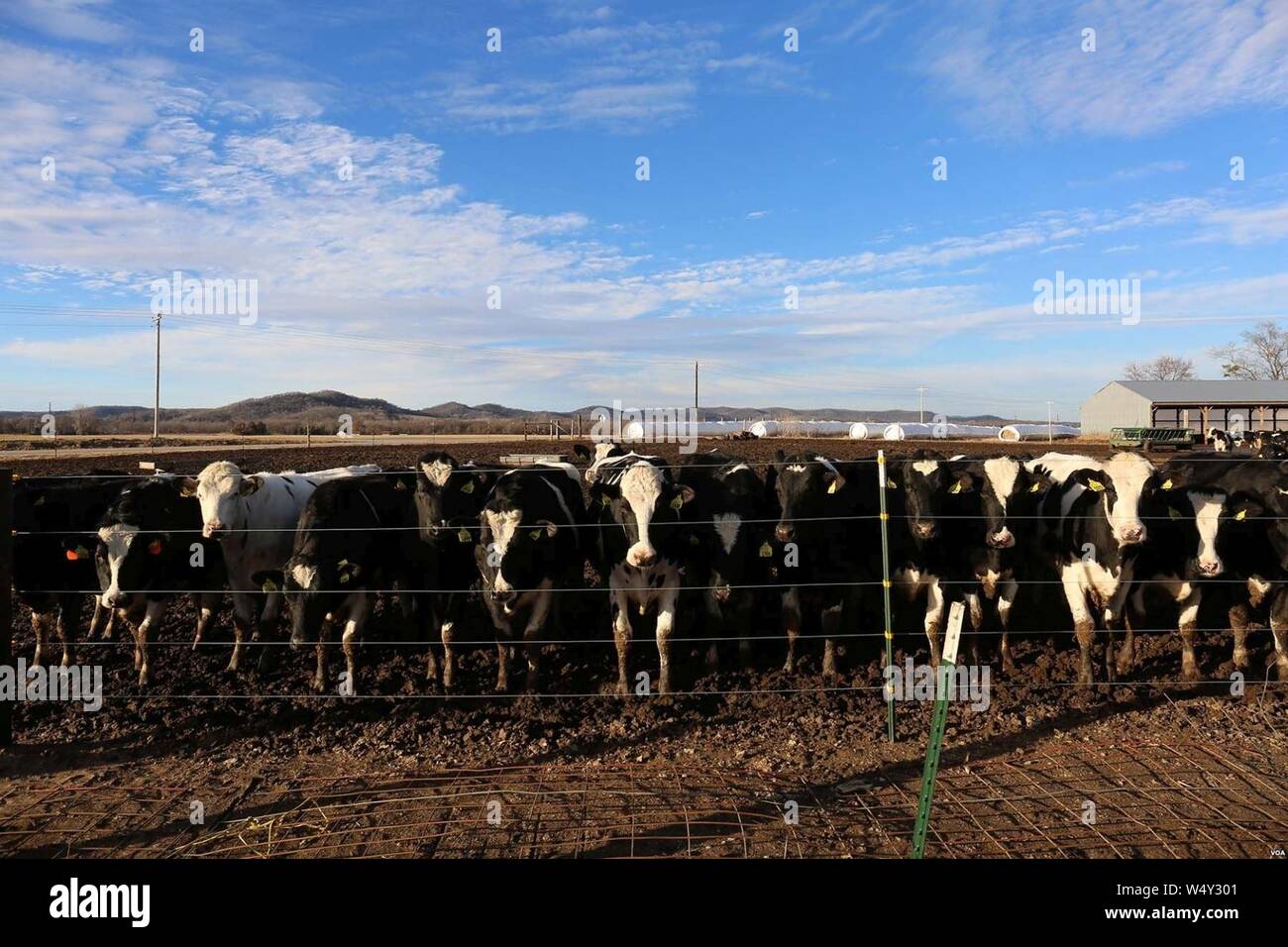 Cow Farm, Trempealeau County, Wisconsin, United States Stock Photo - Alamy
