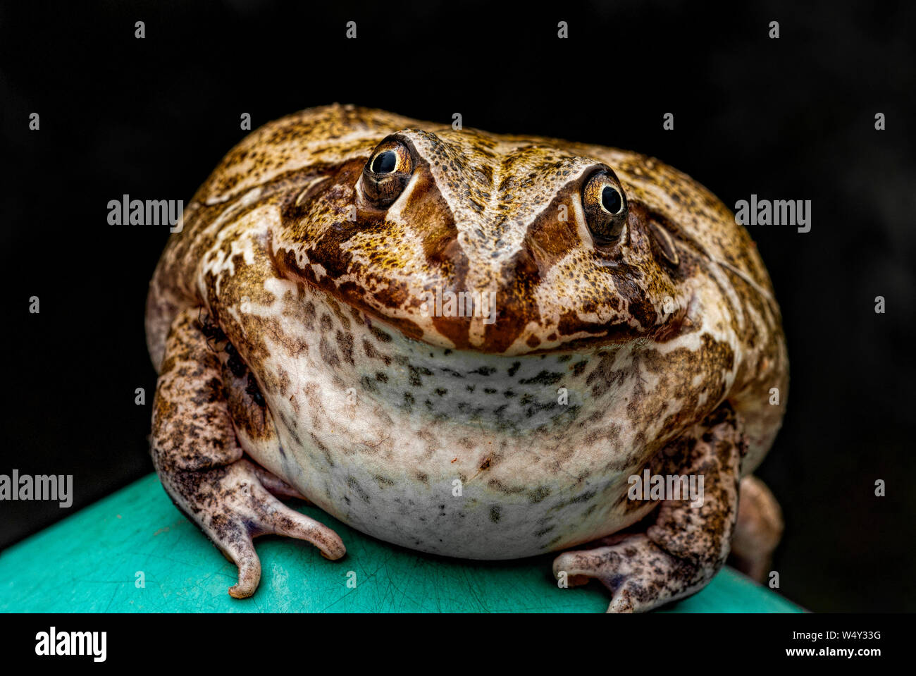 Burrowing frog hi-res stock photography and images - Alamy